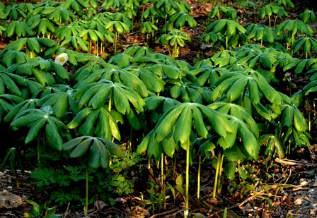 Mayapples: Visualizing Nature: Purdue University