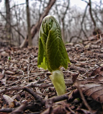 Mayapples: Visualizing Nature: Purdue University