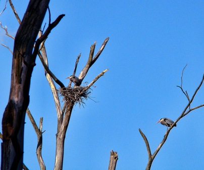 Visualizing Nature: Visualizing Nature: Purdue University