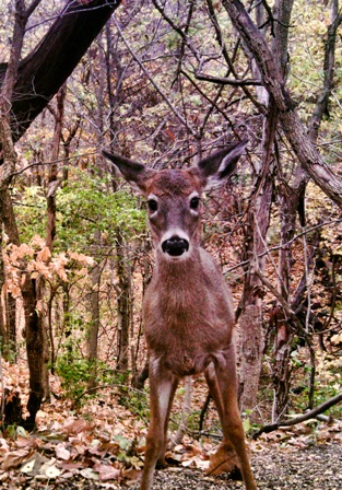 Visualizing Nature: Visualizing Nature: Purdue University